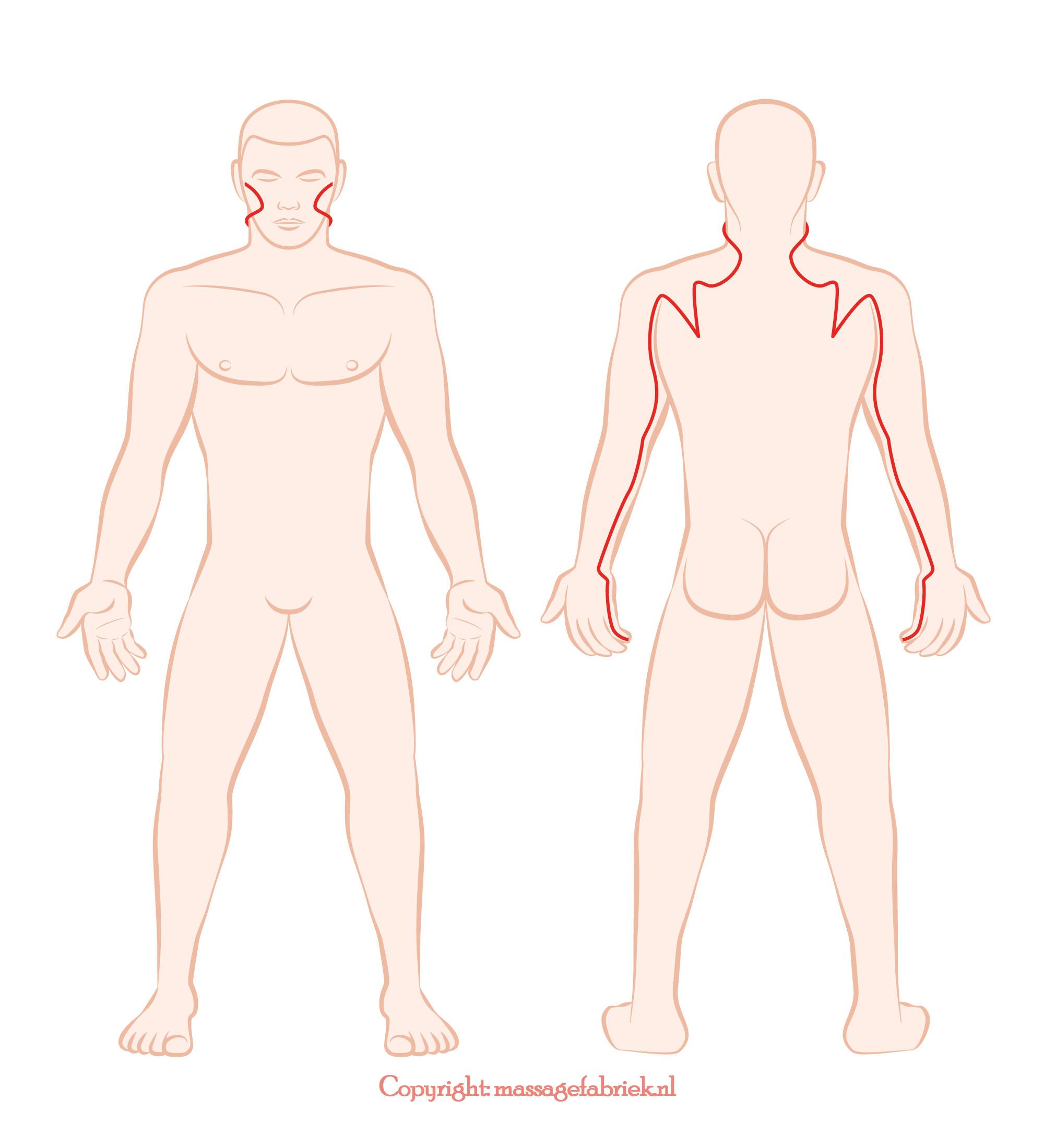 Infographic: de 12 meridianen in het lichaam - Massage Fabriek
